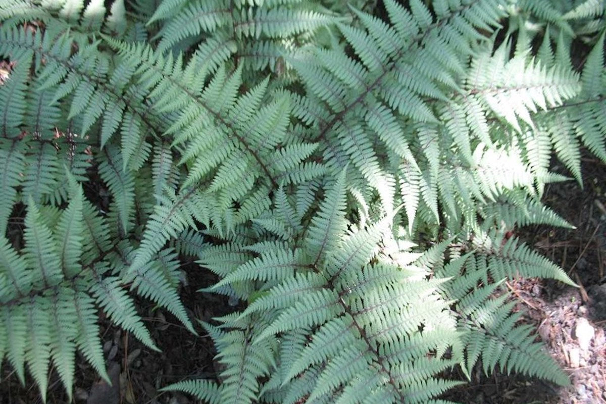 Athyrium 'Ghost' – Ballyrobert Gardens