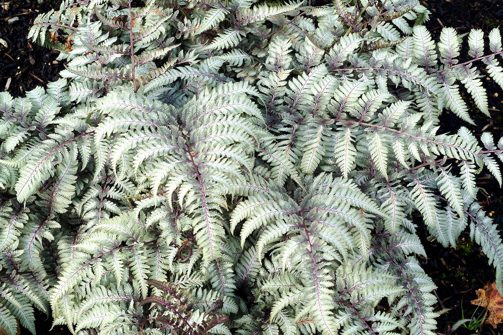 Athyrium niponicum var. pictum 'Silver Falls' – Ballyrobert Gardens