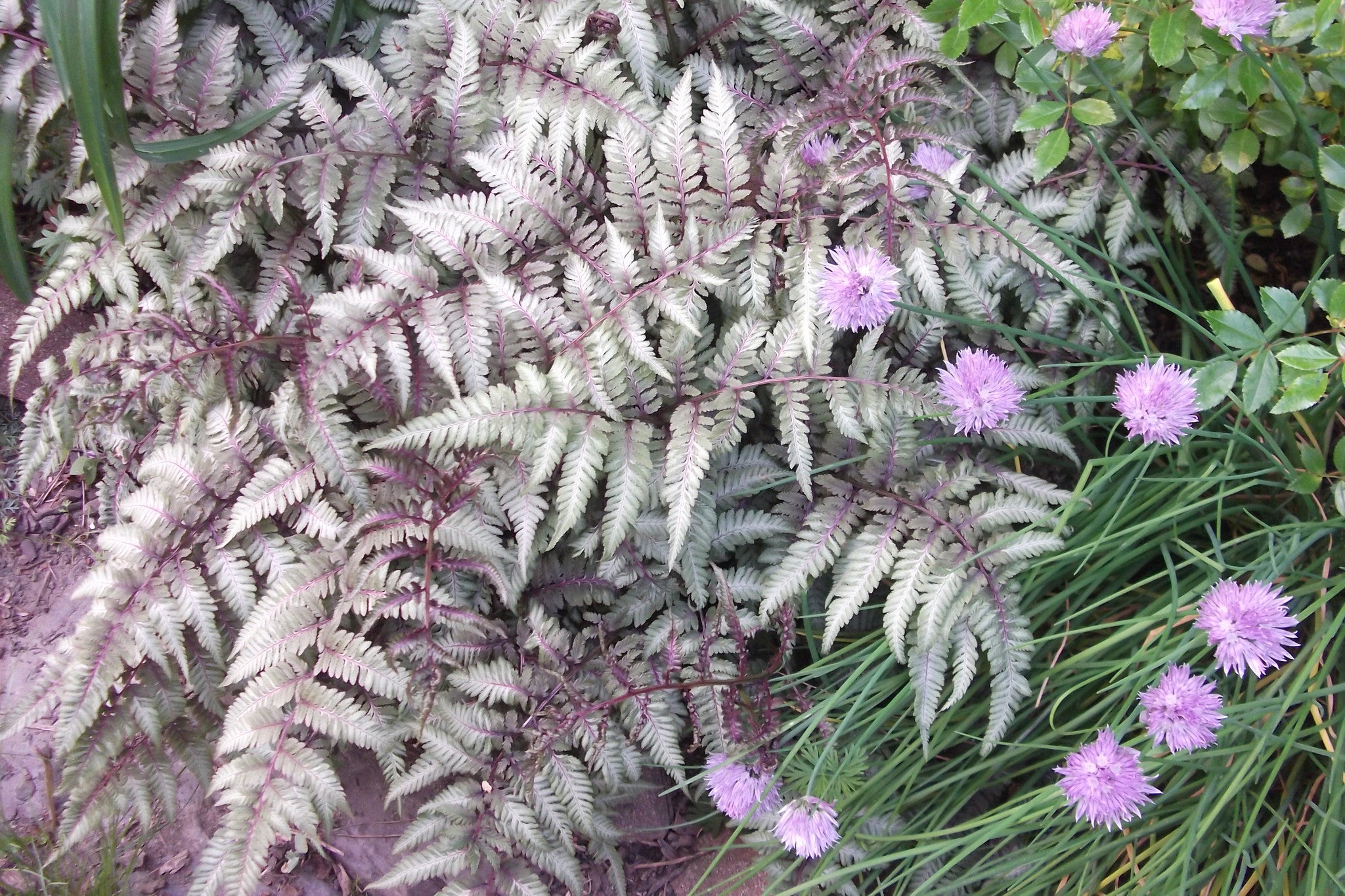 Athyrium niponicum var. pictum 'Ursula's Red' – Ballyrobert Gardens