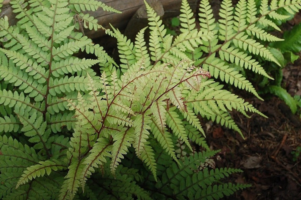 Athyrium otophorum var. okanum – Ballyrobert Gardens