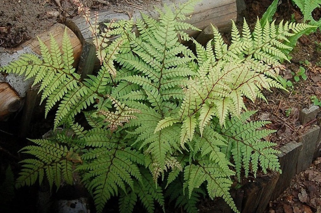 Athyrium otophorum var. okanum – Ballyrobert Gardens