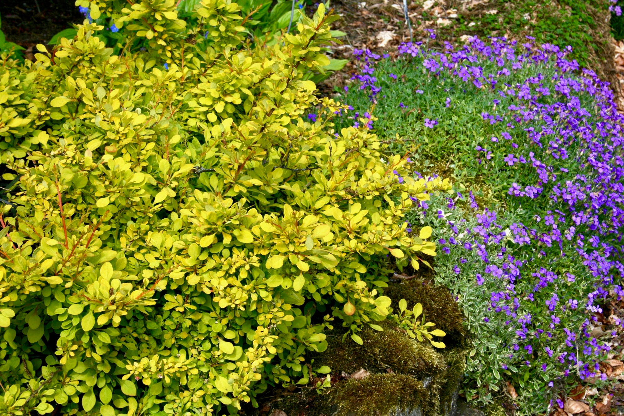 Plants beginning with B – Ballyrobert Gardens