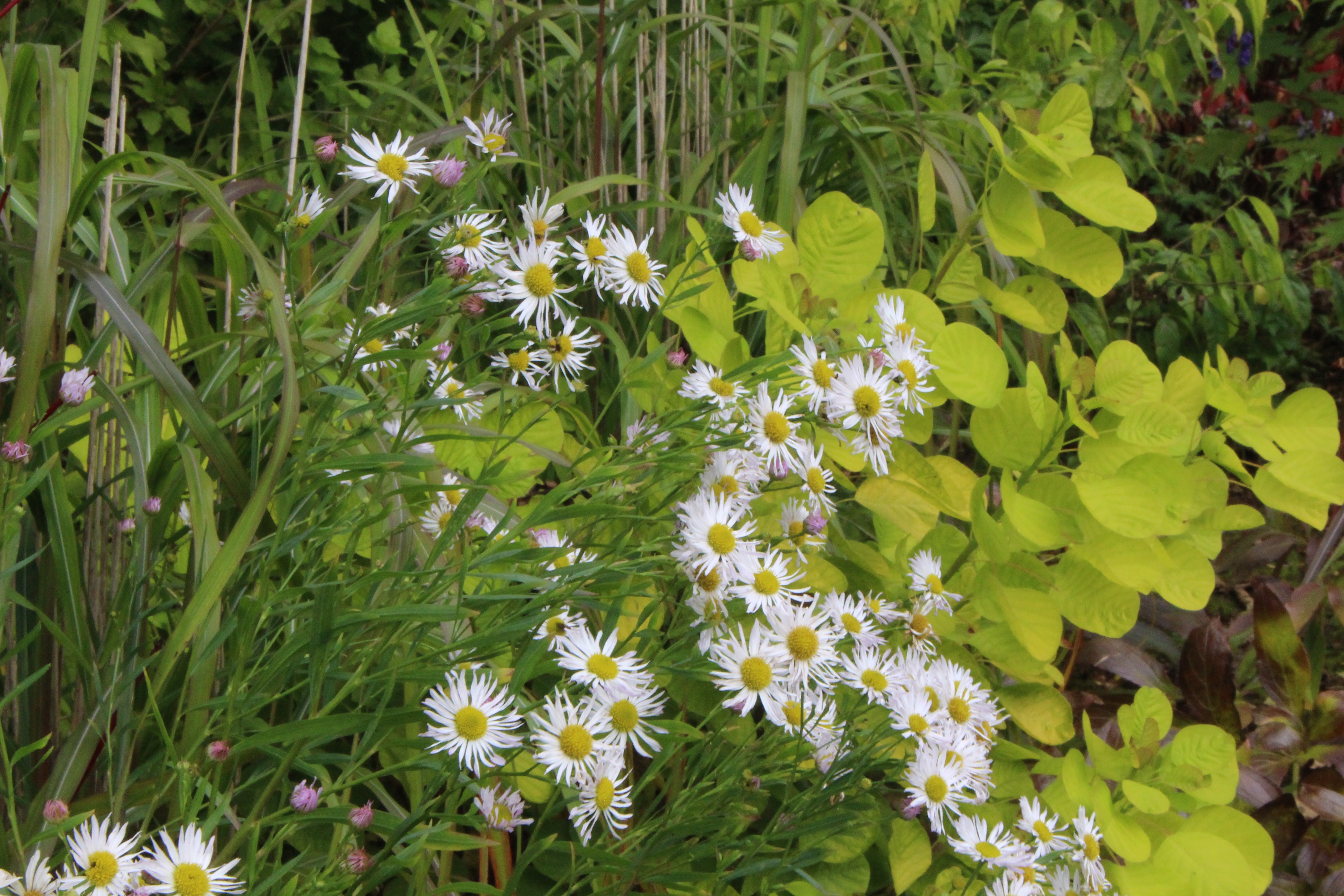 Boltonia asteroides var. latisquama 'Snowbank' – Ballyrobert Gardens