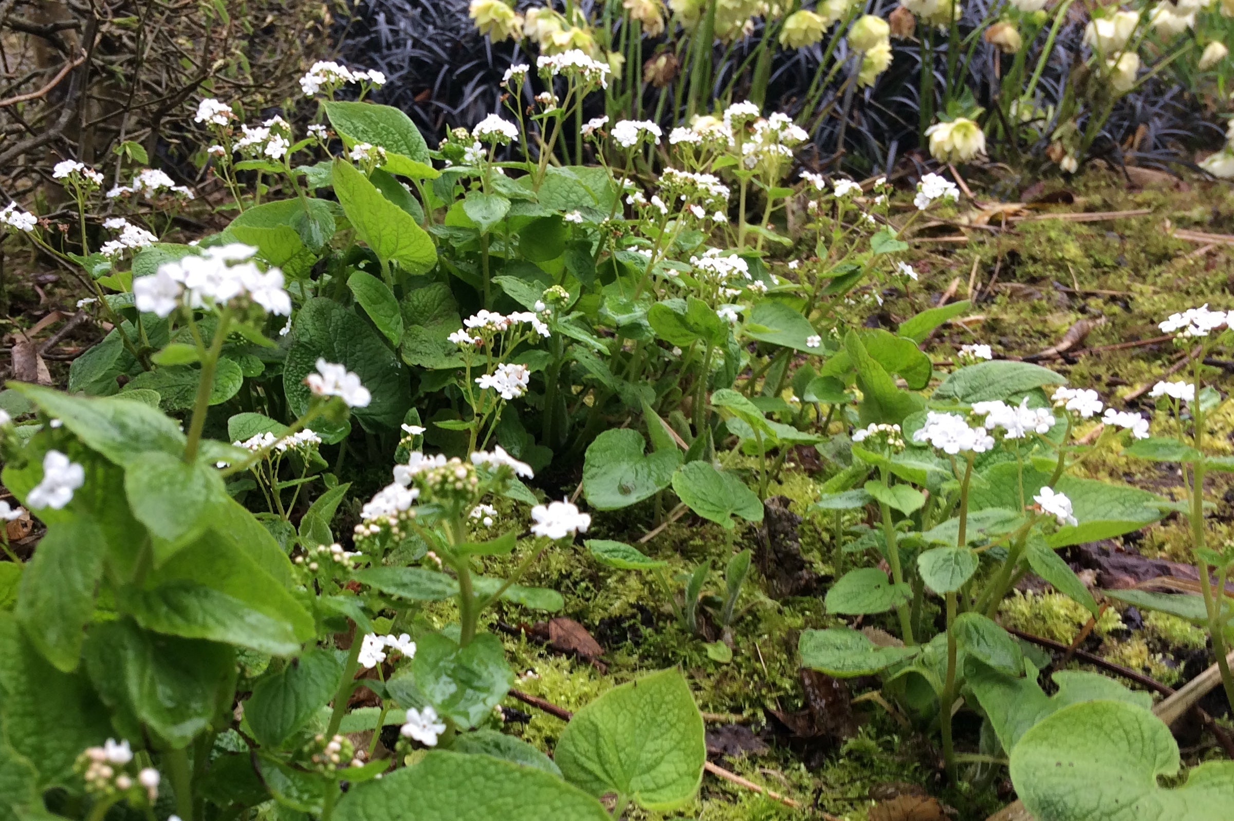 Brunnera macrophylla 'Betty Bowring' – Ballyrobert Gardens