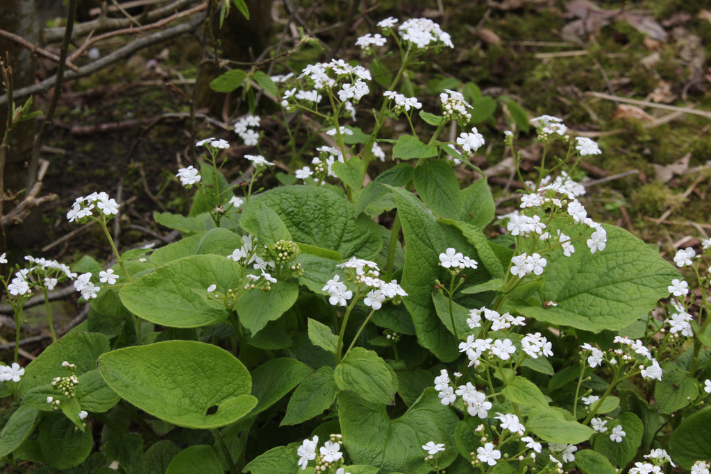 Brunnera macrophylla 'Betty Bowring' – Ballyrobert Gardens