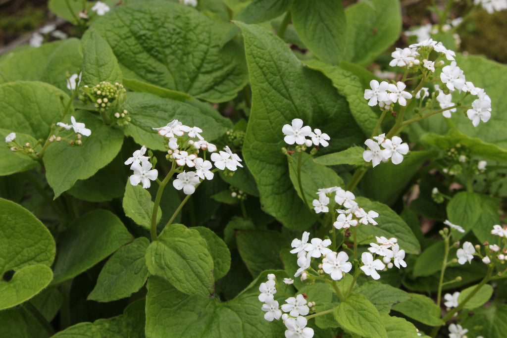 Brunnera macrophylla 'Betty Bowring' – Ballyrobert Gardens