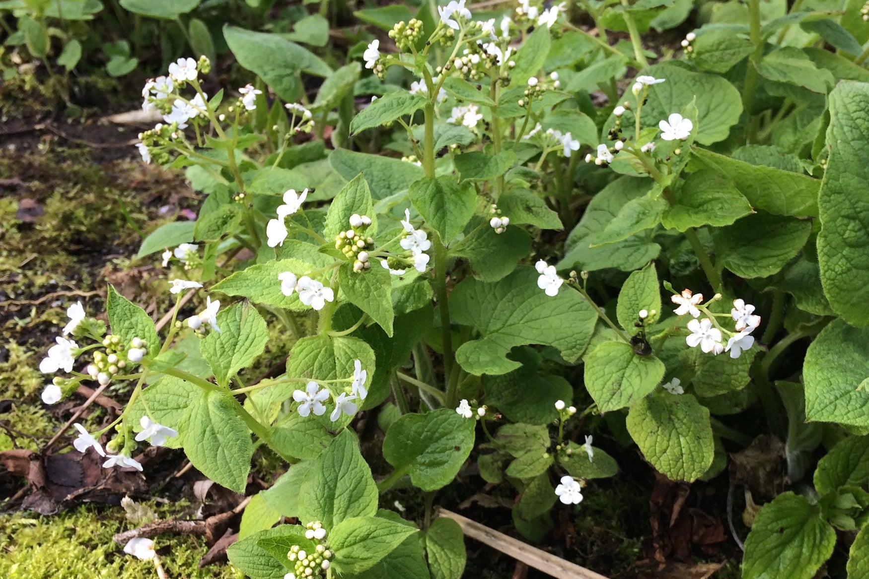Brunnera macrophylla 'Betty Bowring' – Ballyrobert Gardens