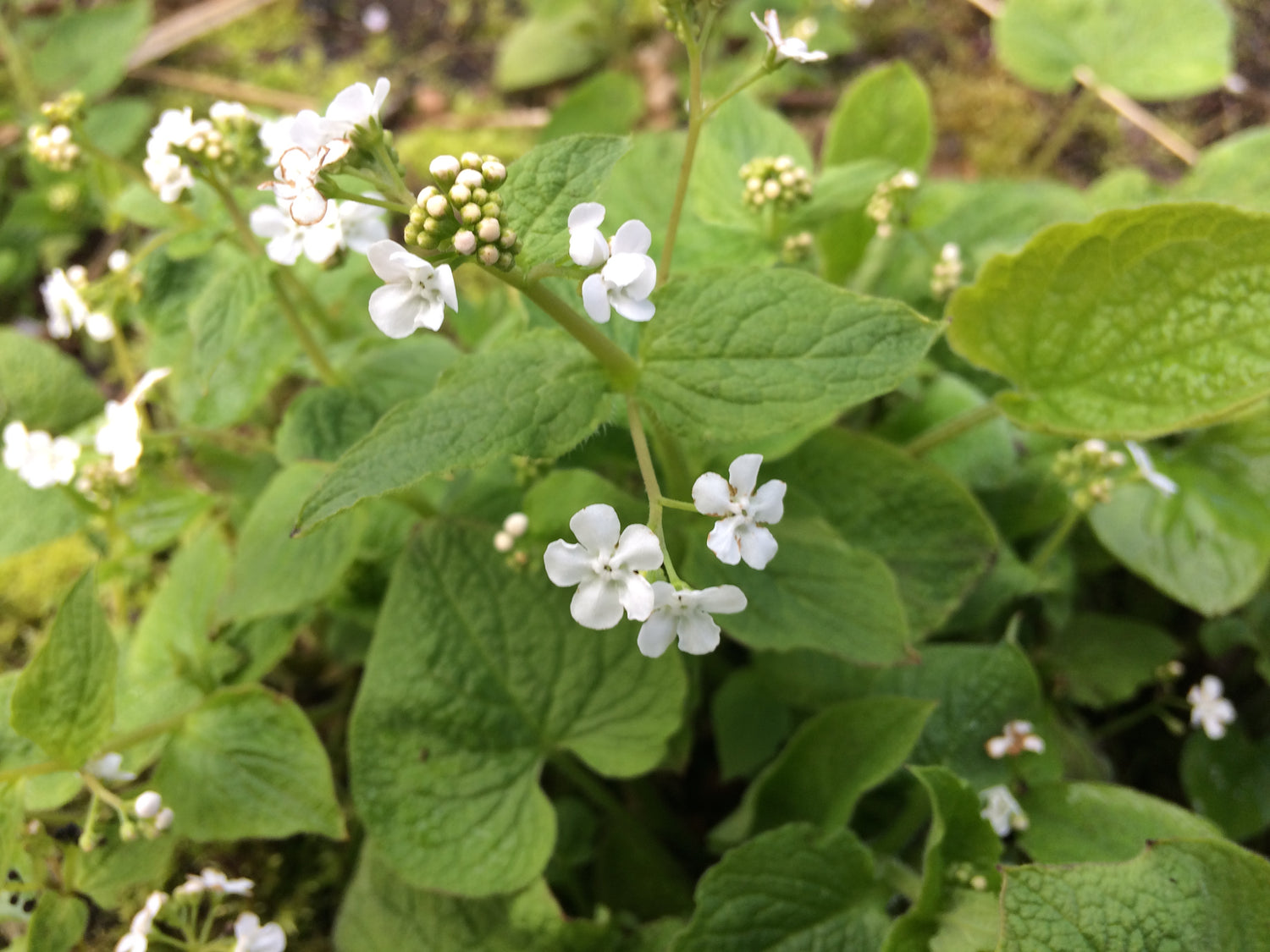 Brunnera macrophylla 'Betty Bowring' – Ballyrobert Gardens