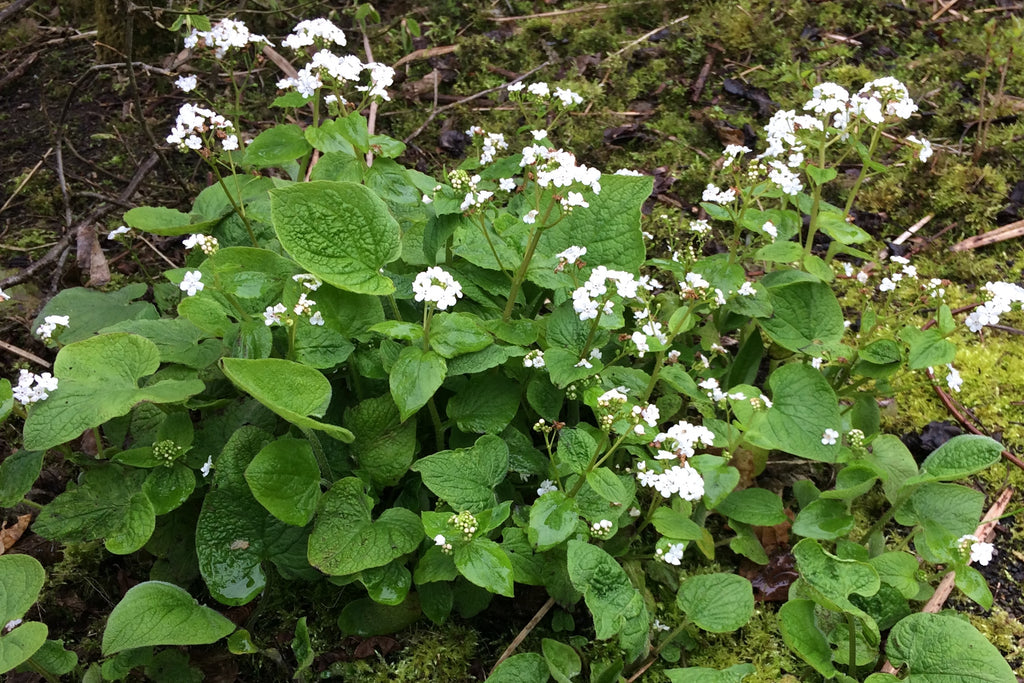 Brunnera macrophylla 'Betty Bowring' – Ballyrobert Gardens