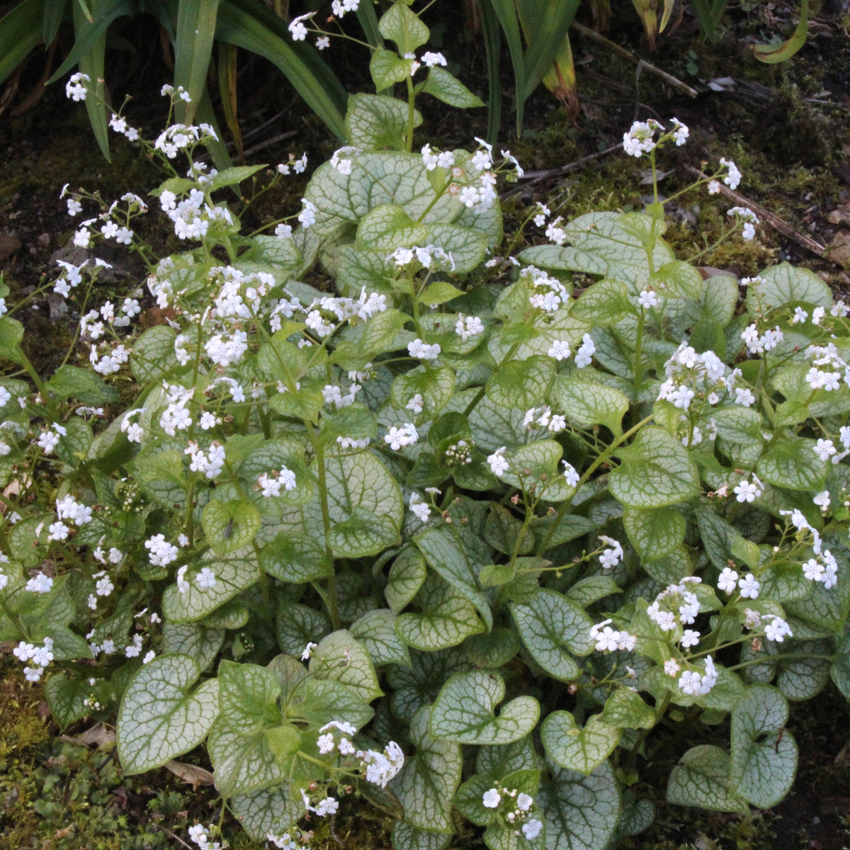 Brunnera macrophylla 'Mr Morse' – Ballyrobert Gardens