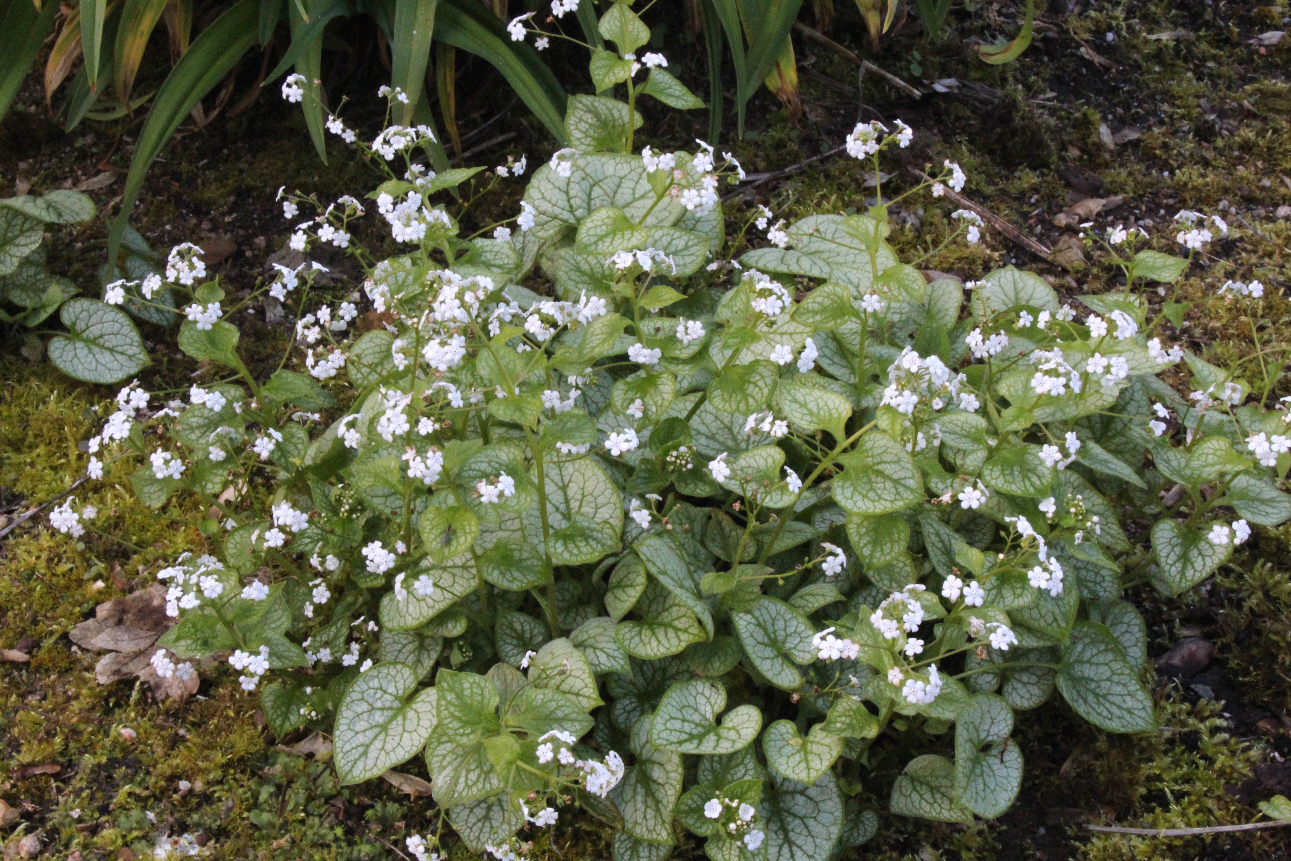 Brunnera macrophylla 'Mr Morse' – Ballyrobert Gardens