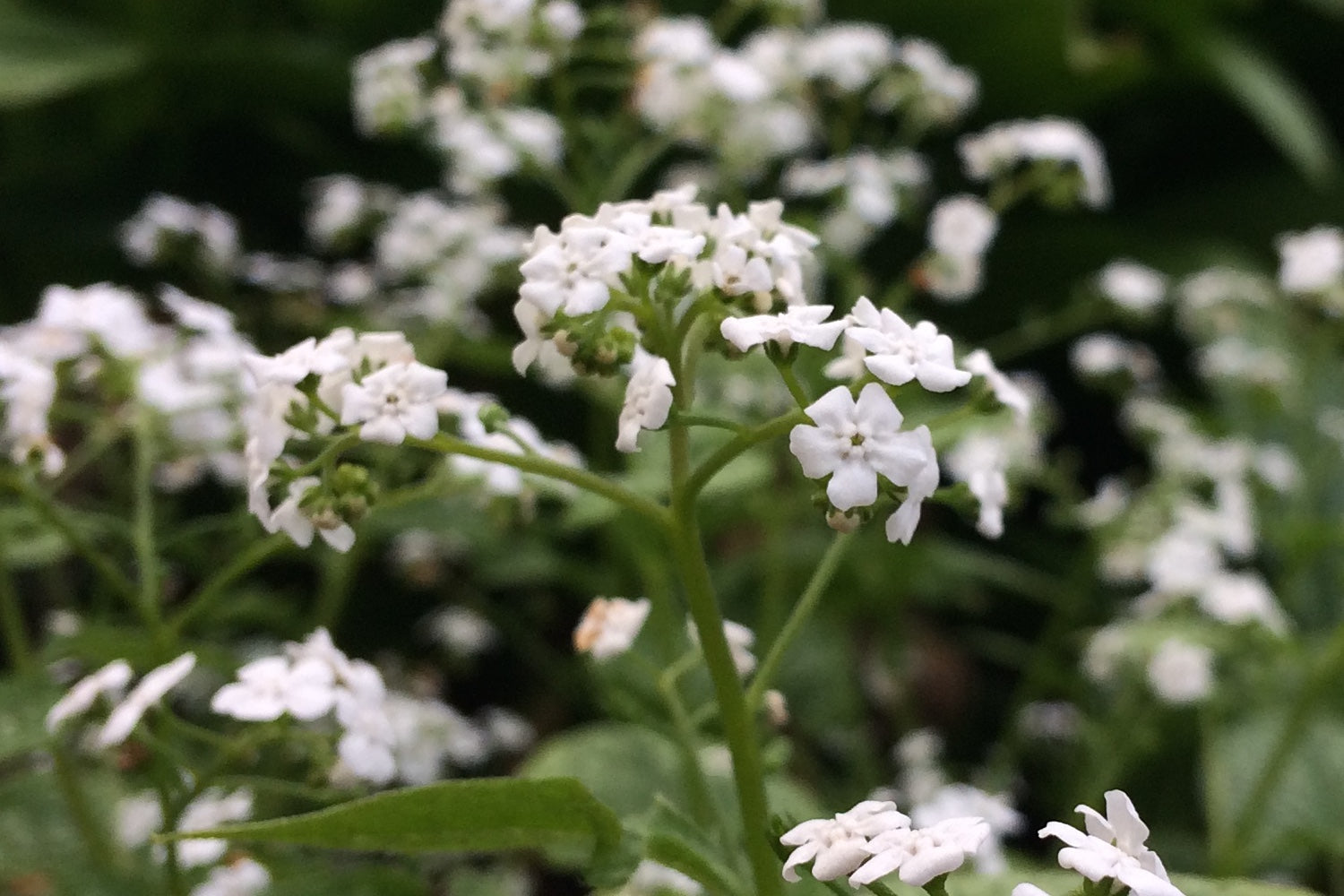 Brunnera macrophylla 'Mr Morse' – Ballyrobert Gardens