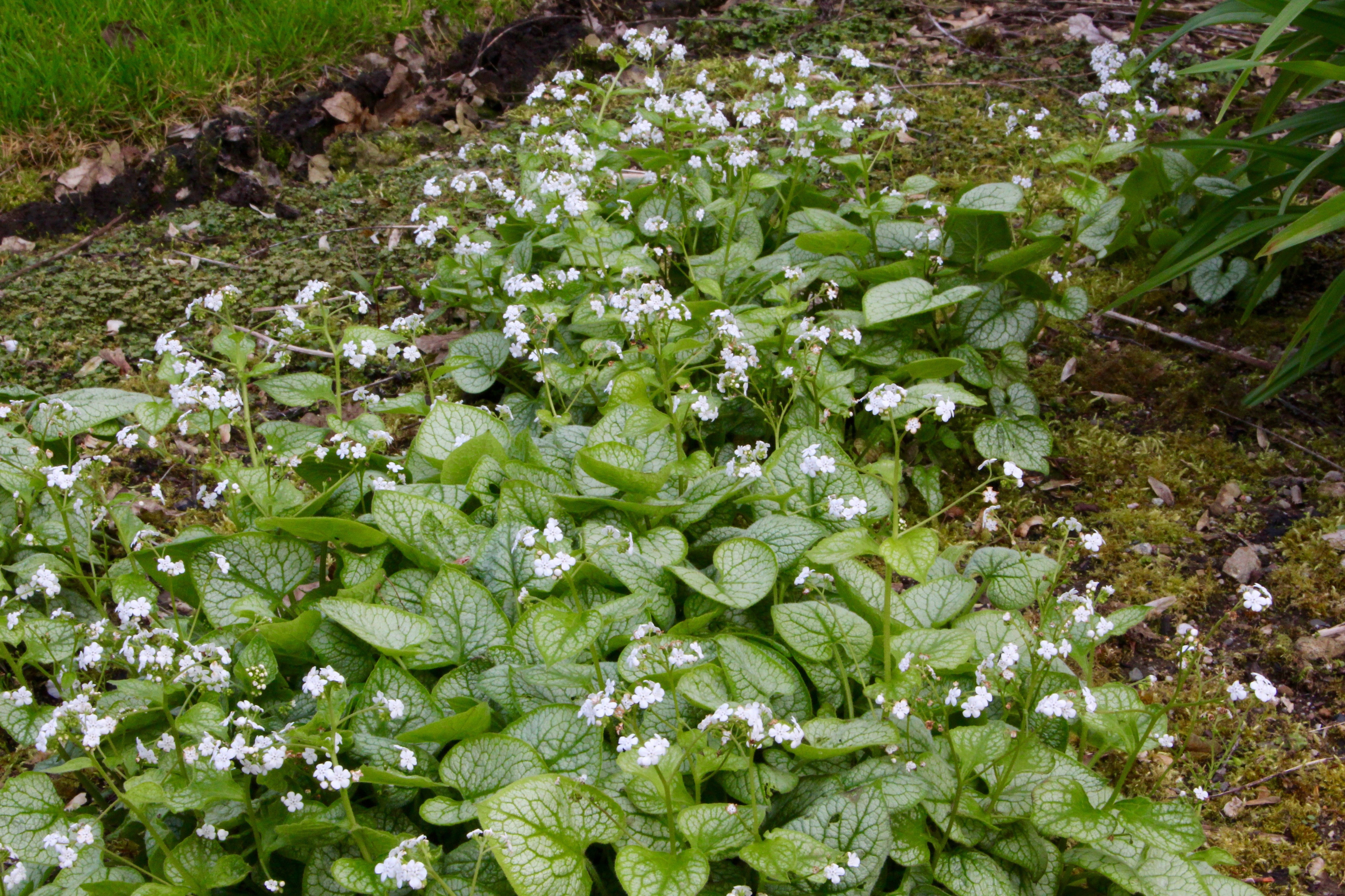 Brunnera macrophylla 'Mr Morse' – Ballyrobert Gardens