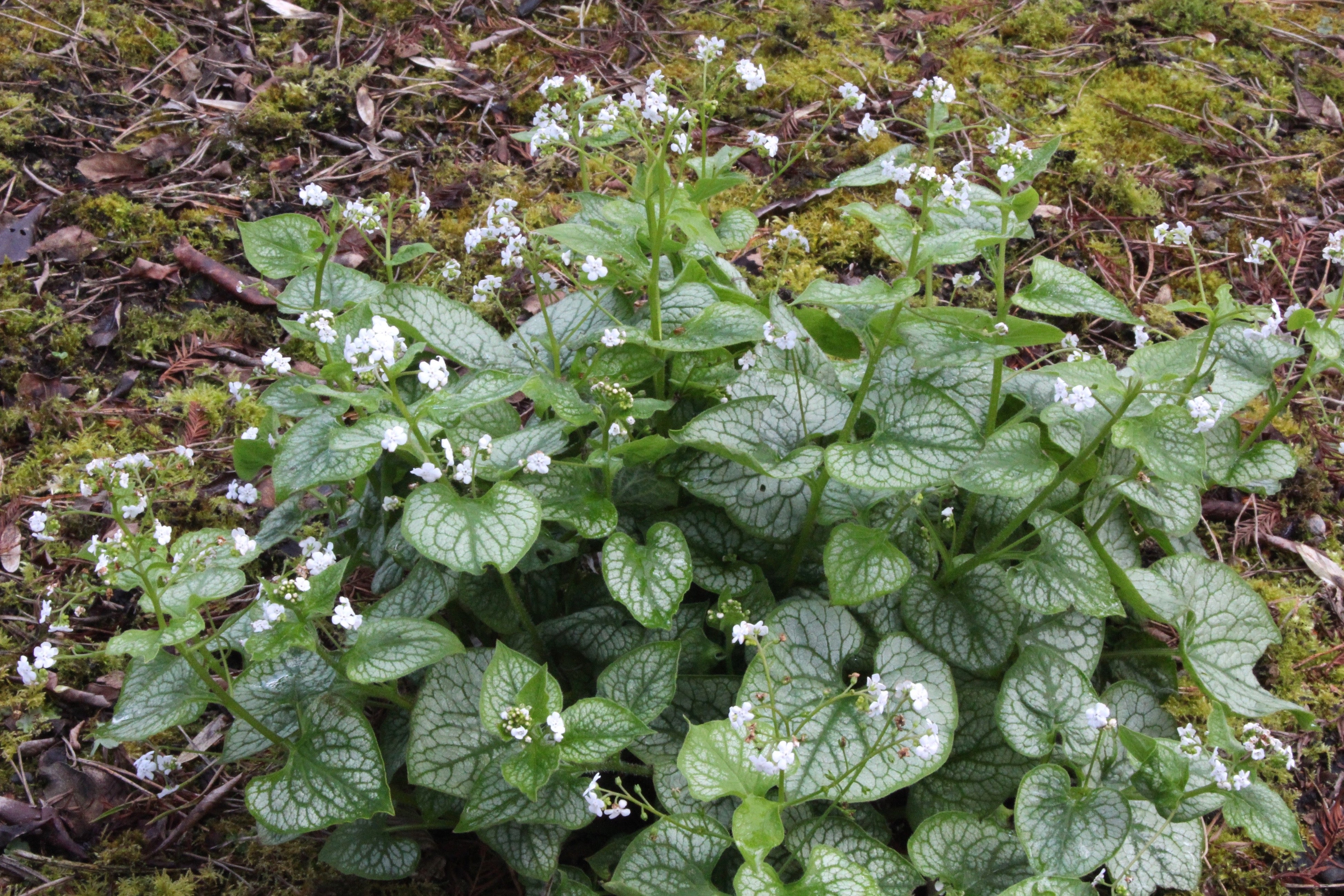 Brunnera macrophylla 'Mr Morse' – Ballyrobert Gardens