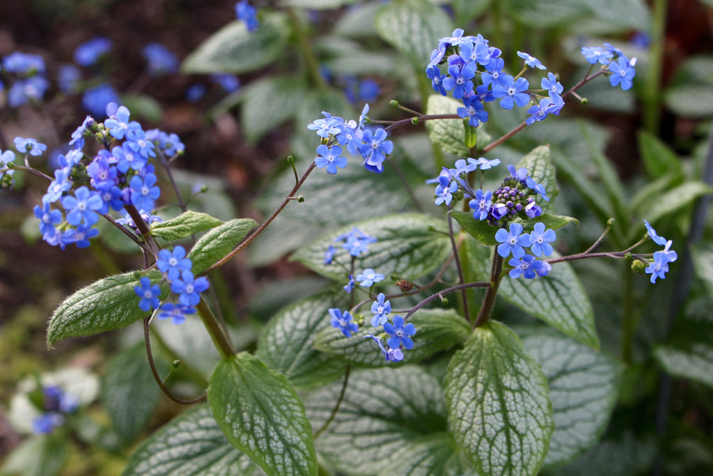 Brunnera macrophylla 'Silver Heart' – Ballyrobert Gardens