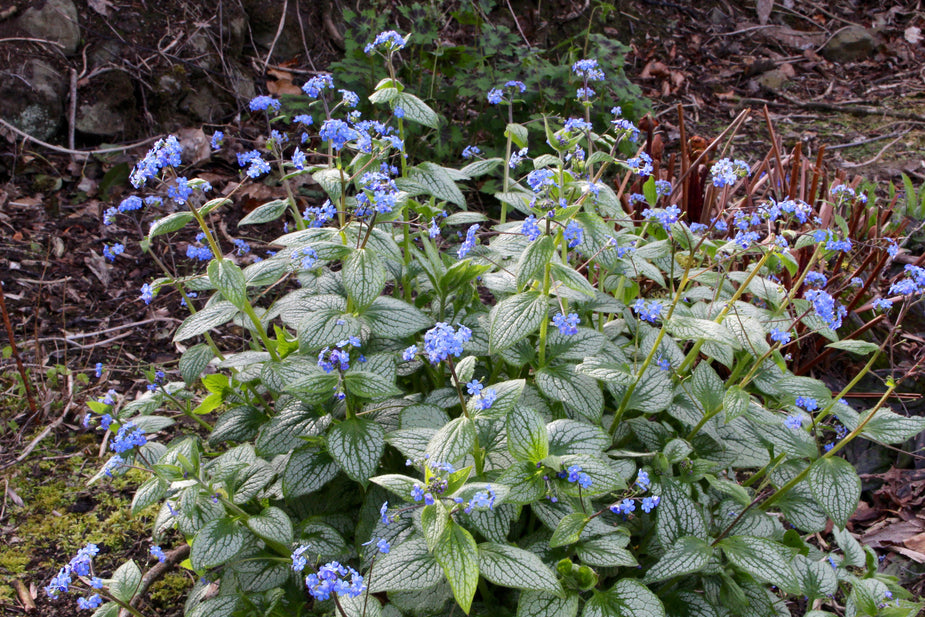 Brunnera macrophylla 'Silver Heart' – Ballyrobert Gardens
