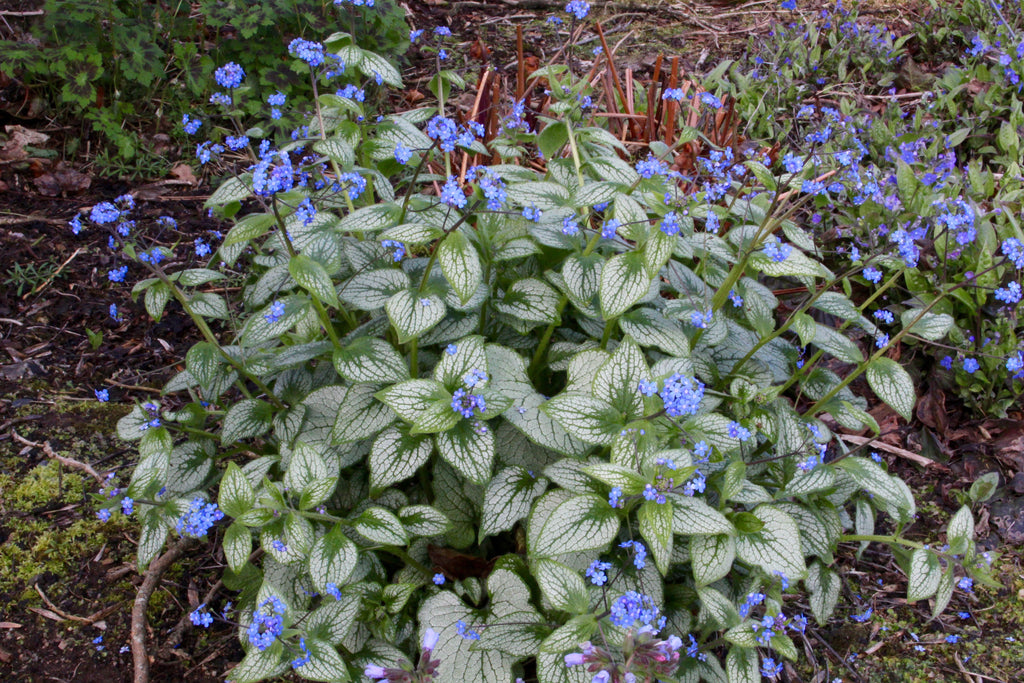 Brunnera macrophylla 'Silver Heart' – Ballyrobert Gardens