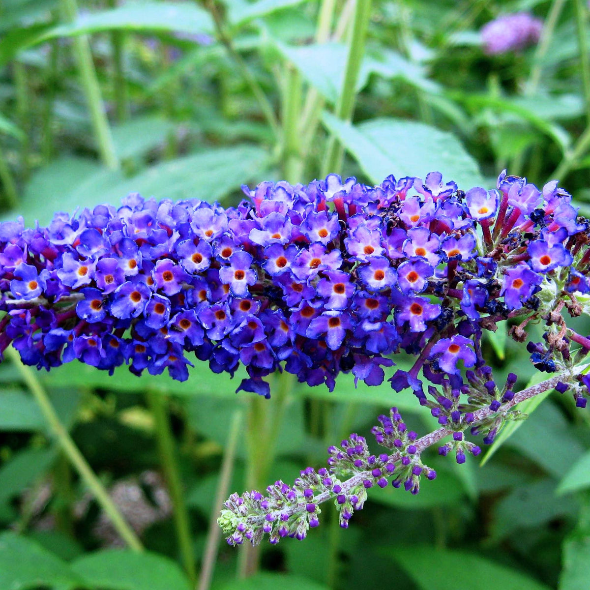 Buddleja davidii 'Empire Blue' – Ballyrobert Gardens