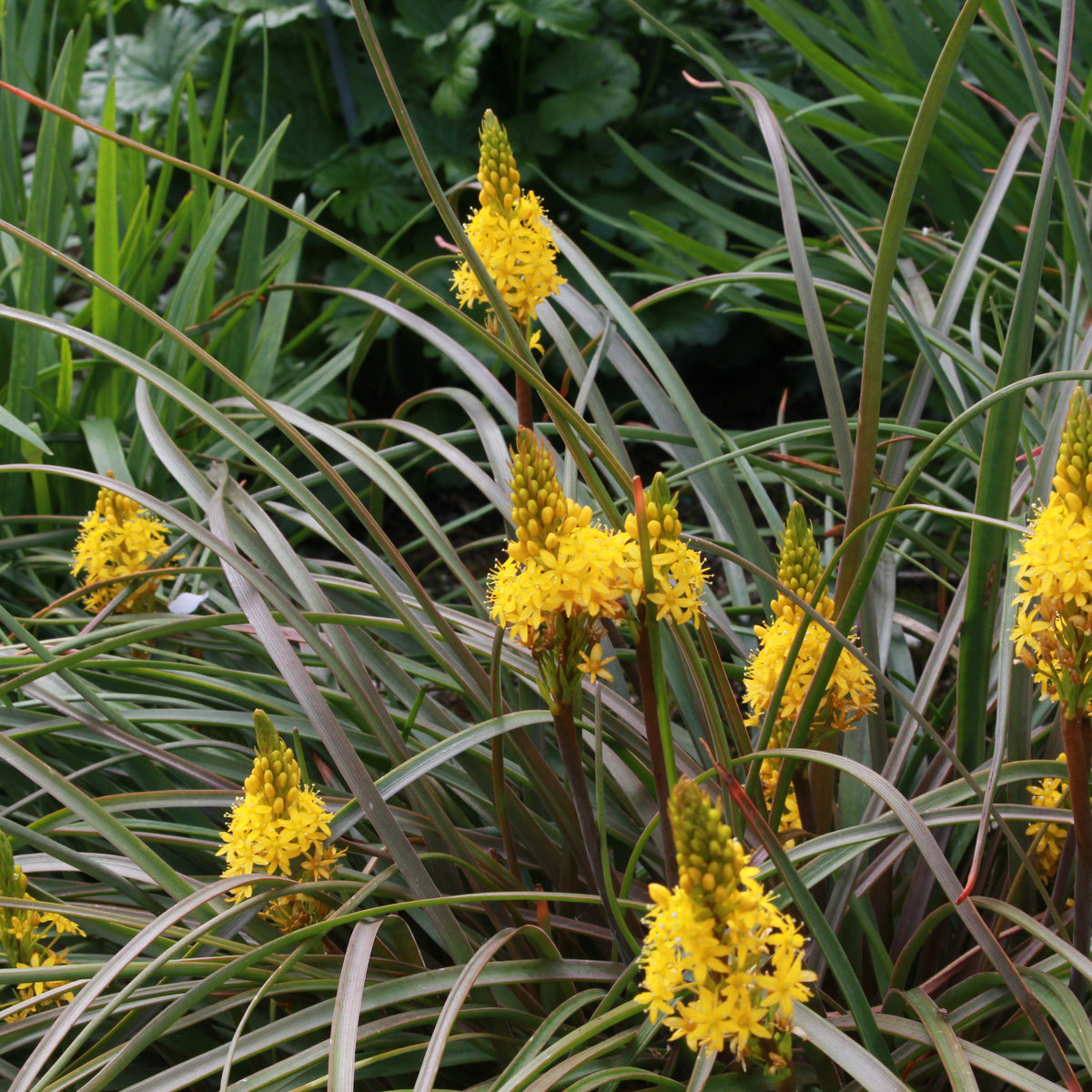Bulbinella hookeri – Ballyrobert Gardens