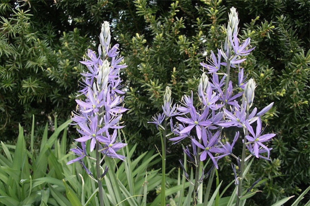 Camassia quamash 'Orion' – Ballyrobert Gardens