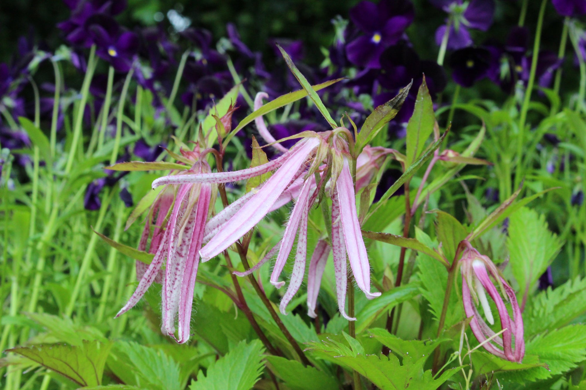 Campanula 'Pink Octopus' – Ballyrobert Gardens