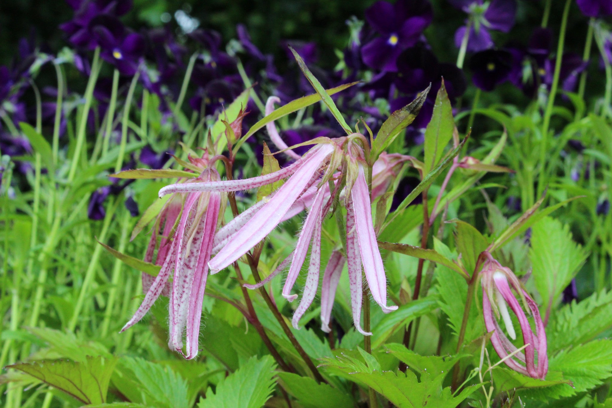 Campanula 'Pink Octopus' – Ballyrobert Gardens