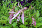 Campanula 'Pink Octopus' – Ballyrobert Gardens
