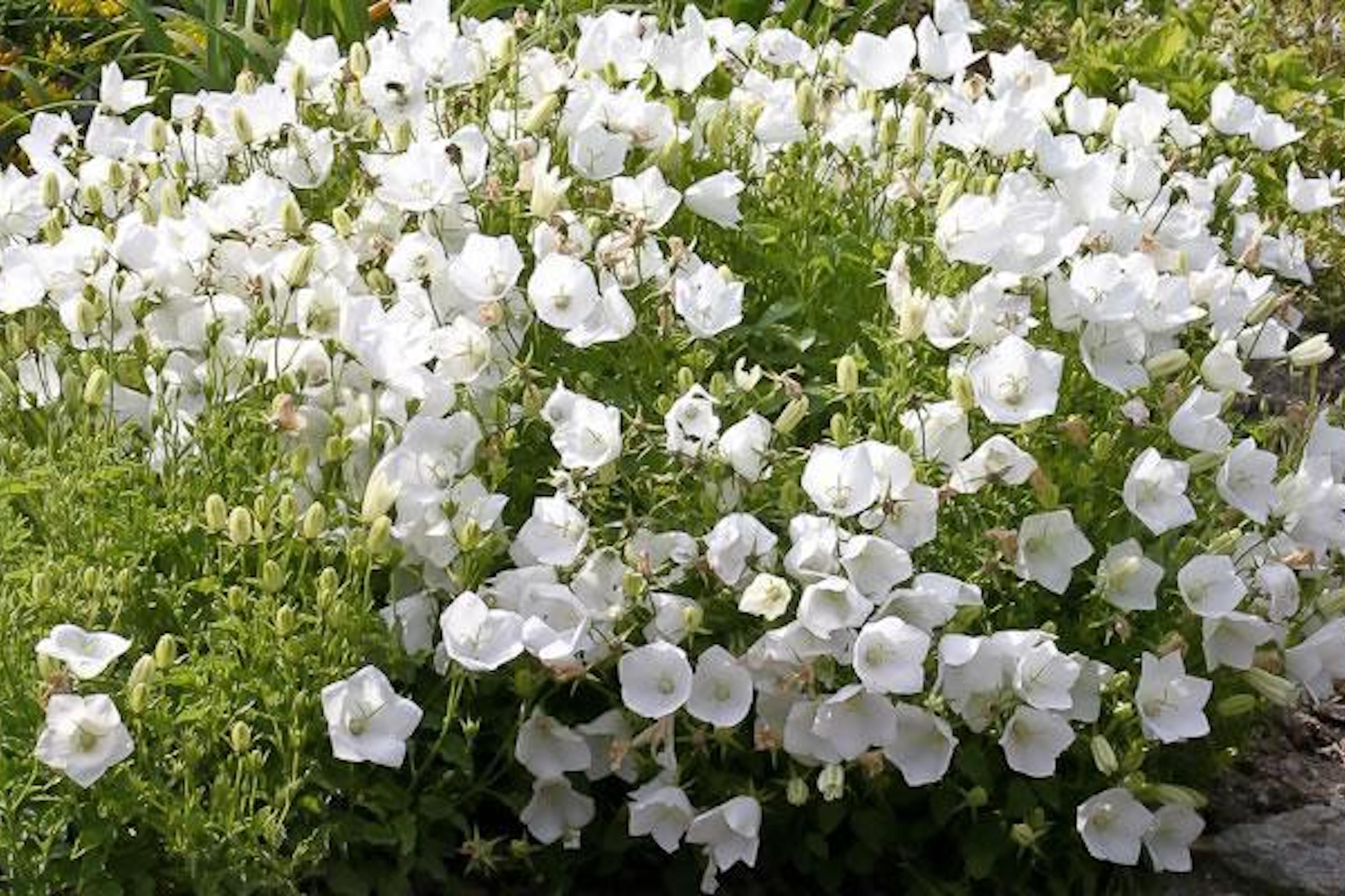 Campanula carpatica f. alba – Ballyrobert Gardens