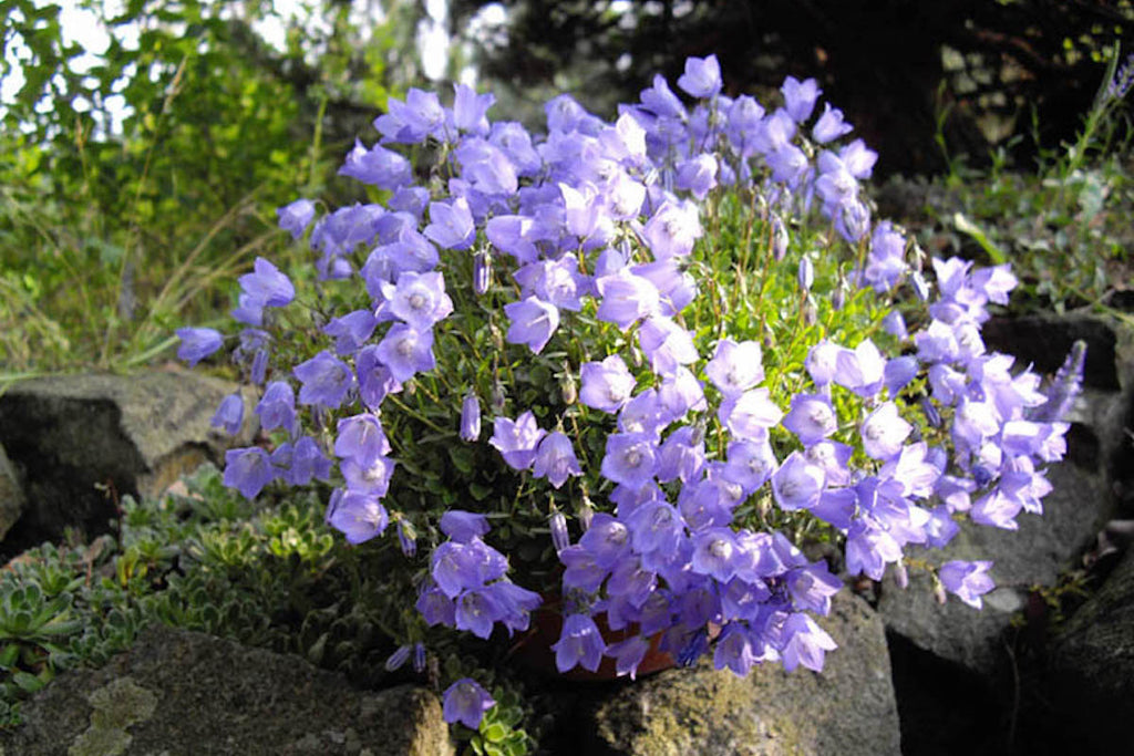 Campanula cochlearifolia – Ballyrobert Gardens