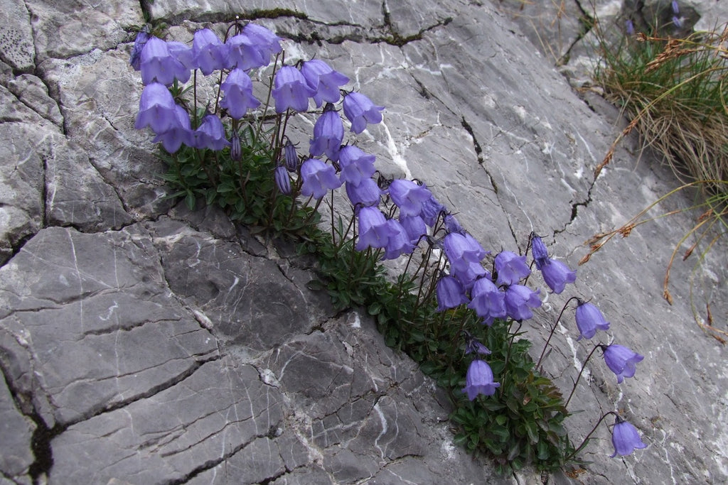 Campanula cochlearifolia – Ballyrobert Gardens