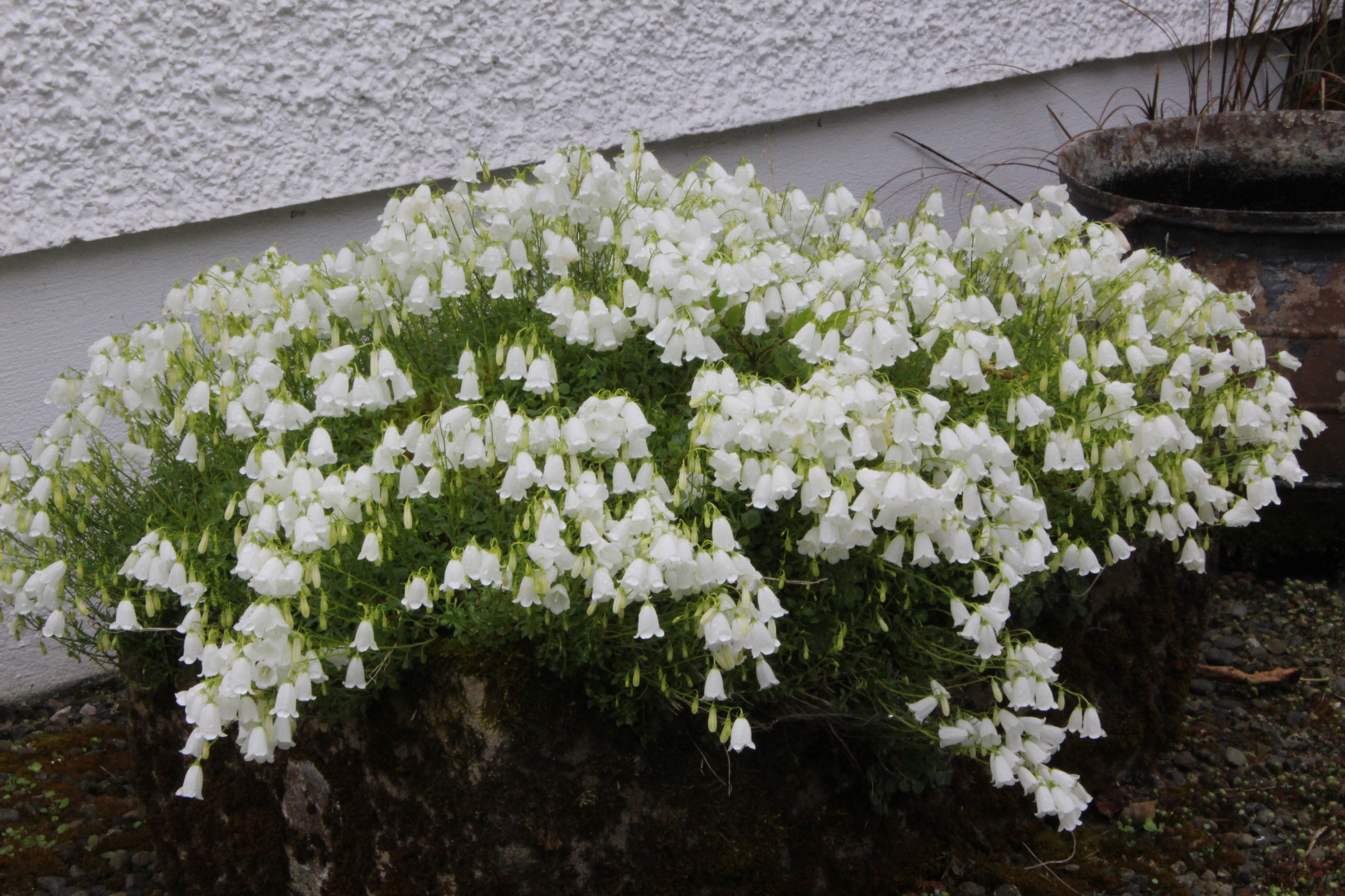 Campanula cochlearifolia var. alba – Ballyrobert Gardens