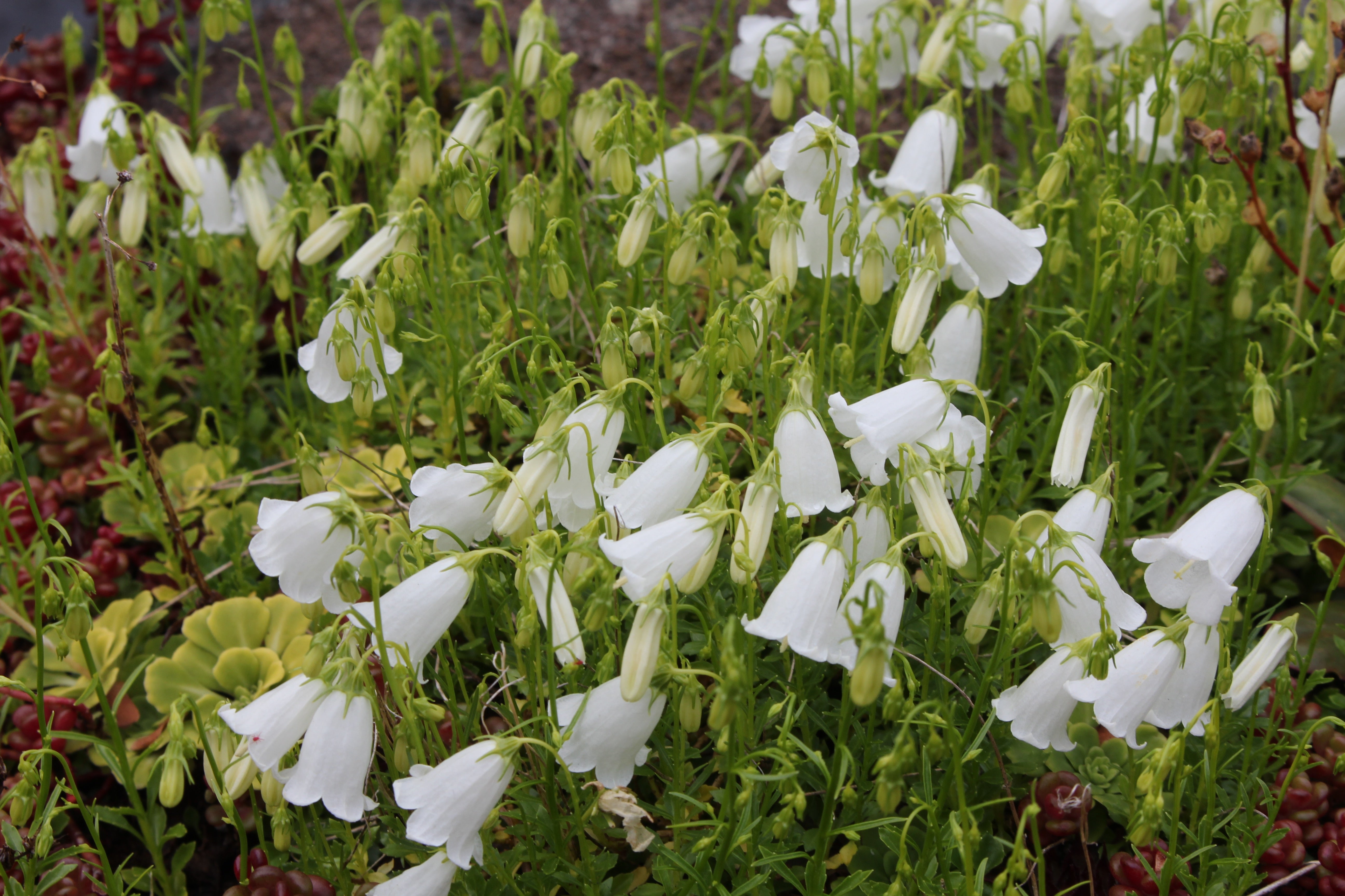 Campanula cochlearifolia var. alba – Ballyrobert Gardens