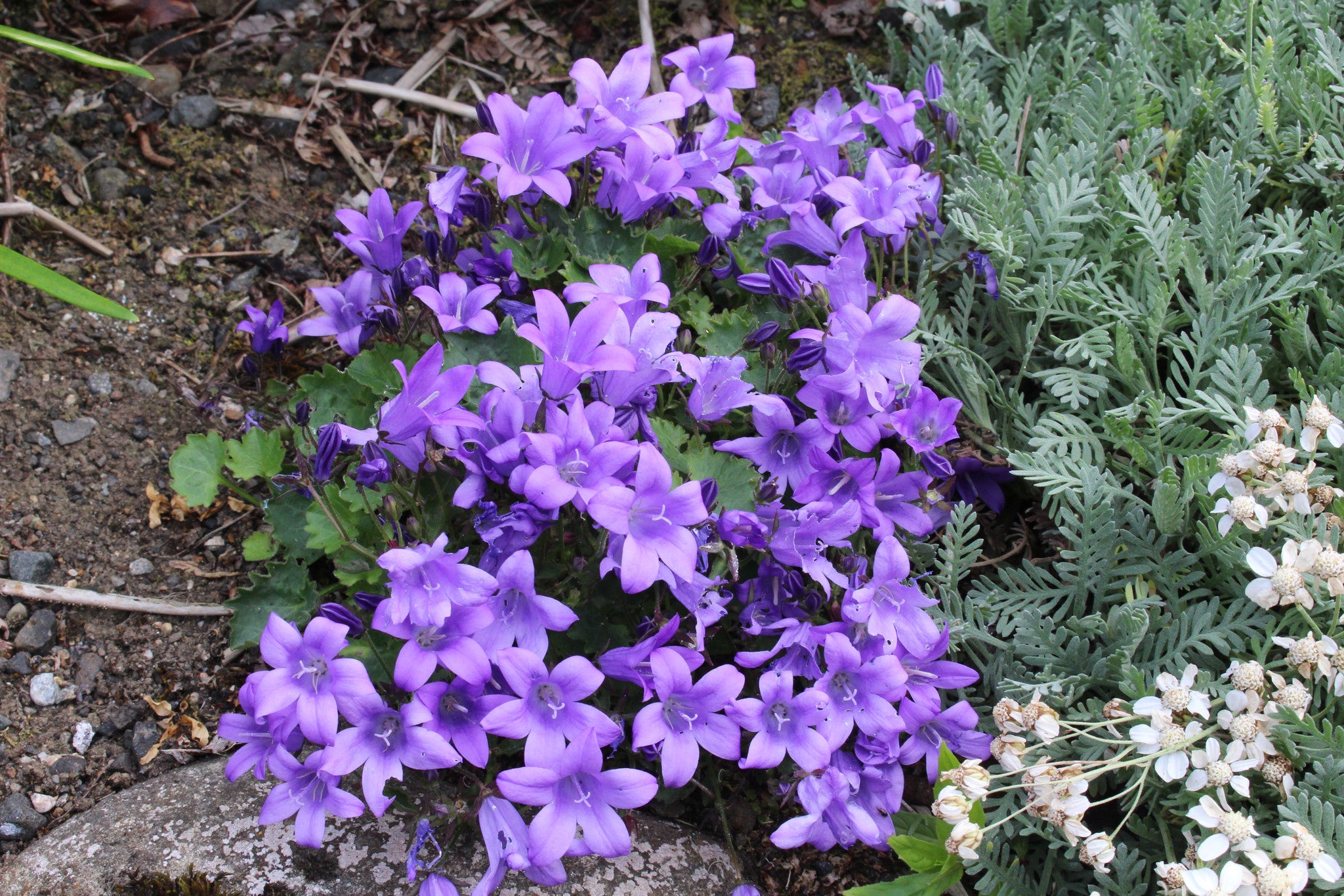Campanula garganica 'Mrs Resholt' – Ballyrobert Gardens