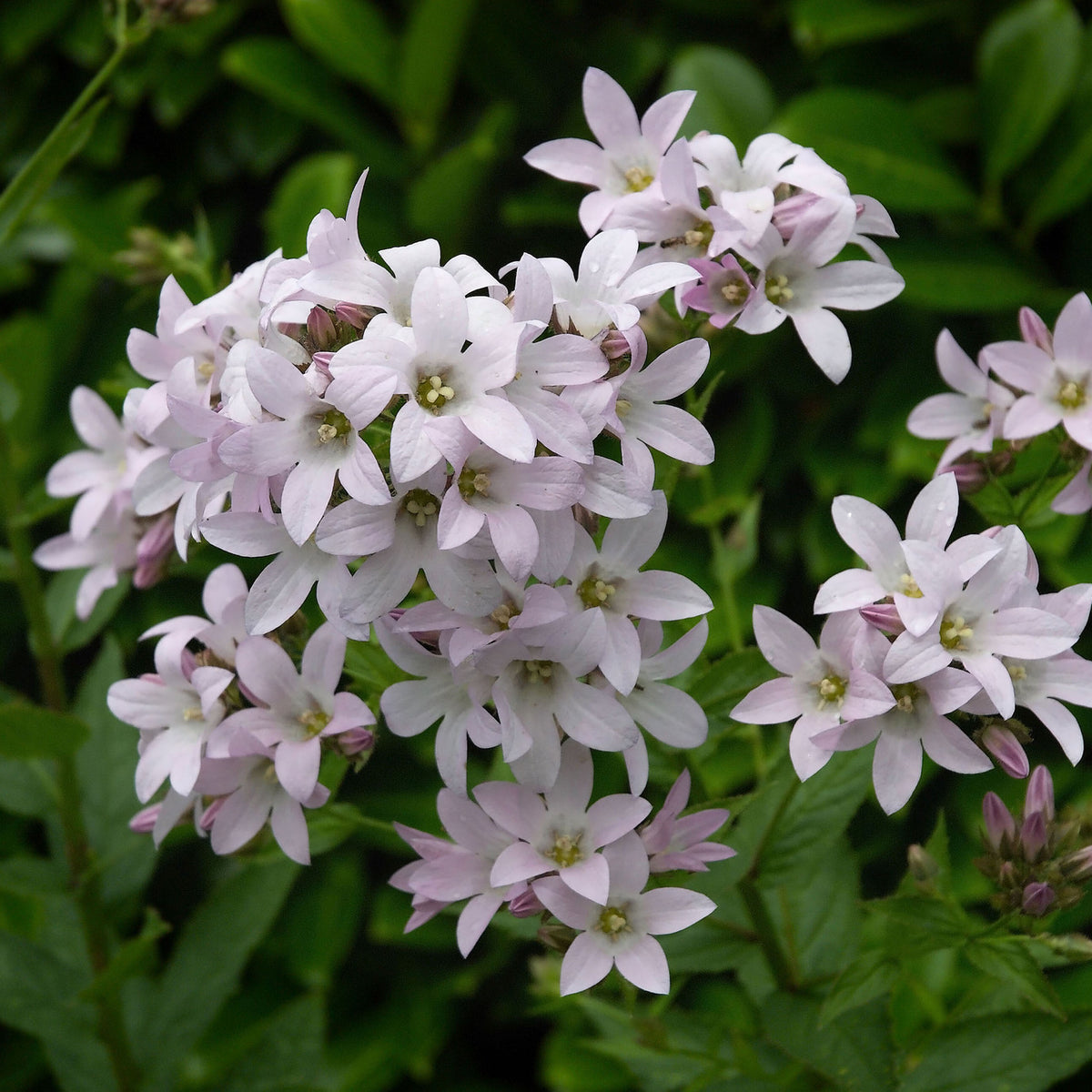 Campanula lactiflora 'Loddon Anna' – Ballyrobert Gardens