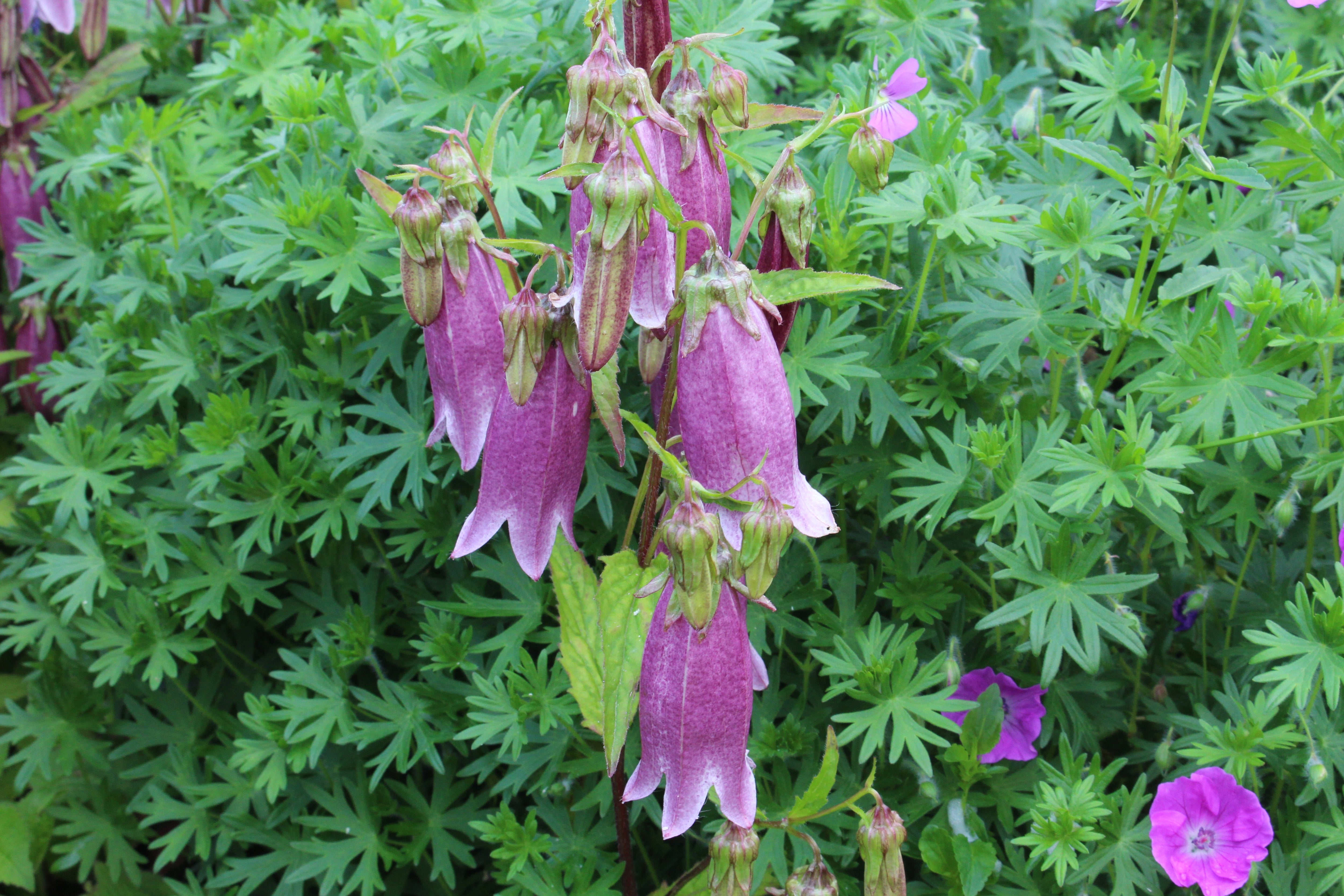 Campanula punctata f. rubriflora – Ballyrobert Gardens