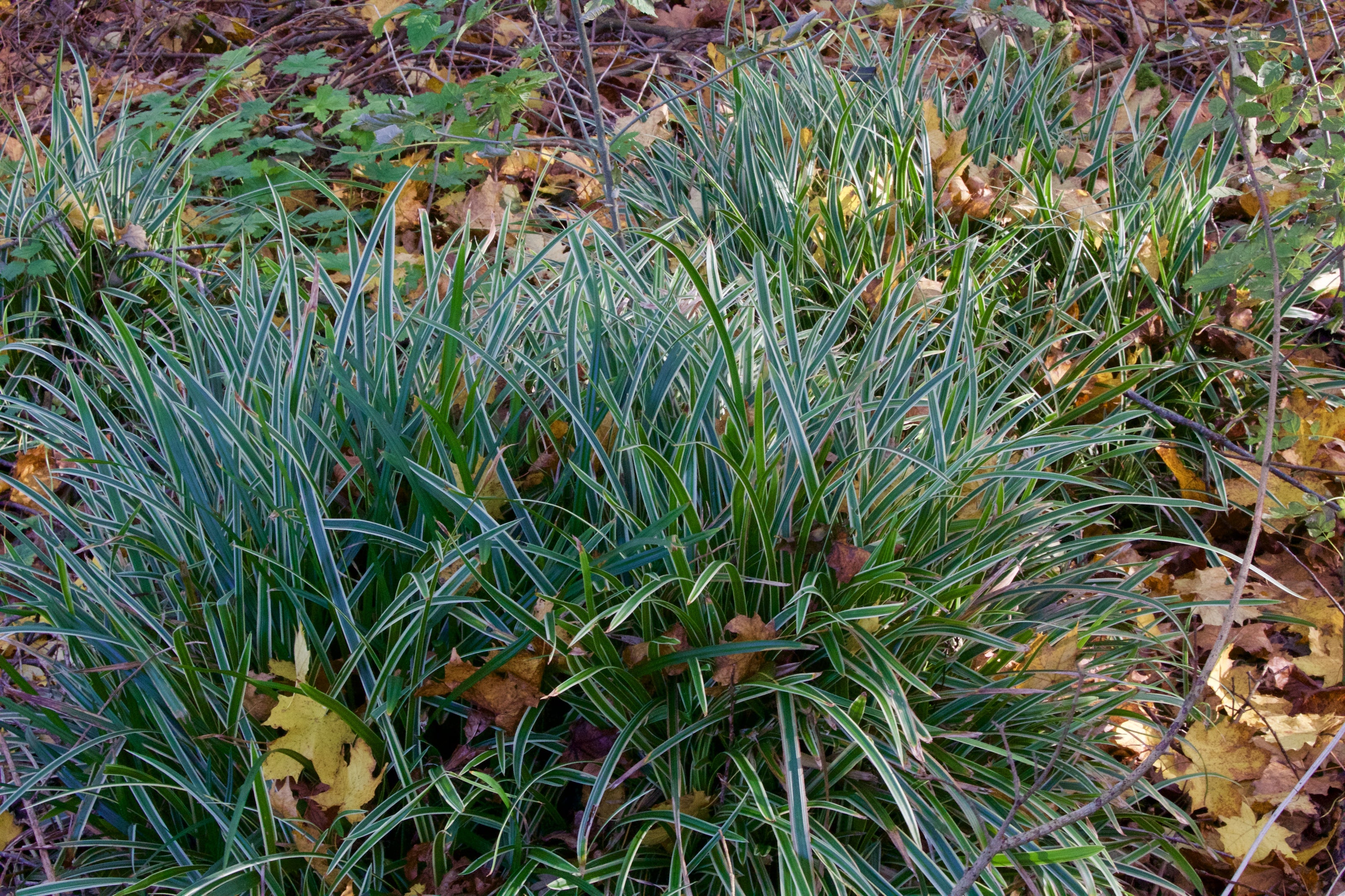 C - D – Page 2 – Ballyrobert Gardens