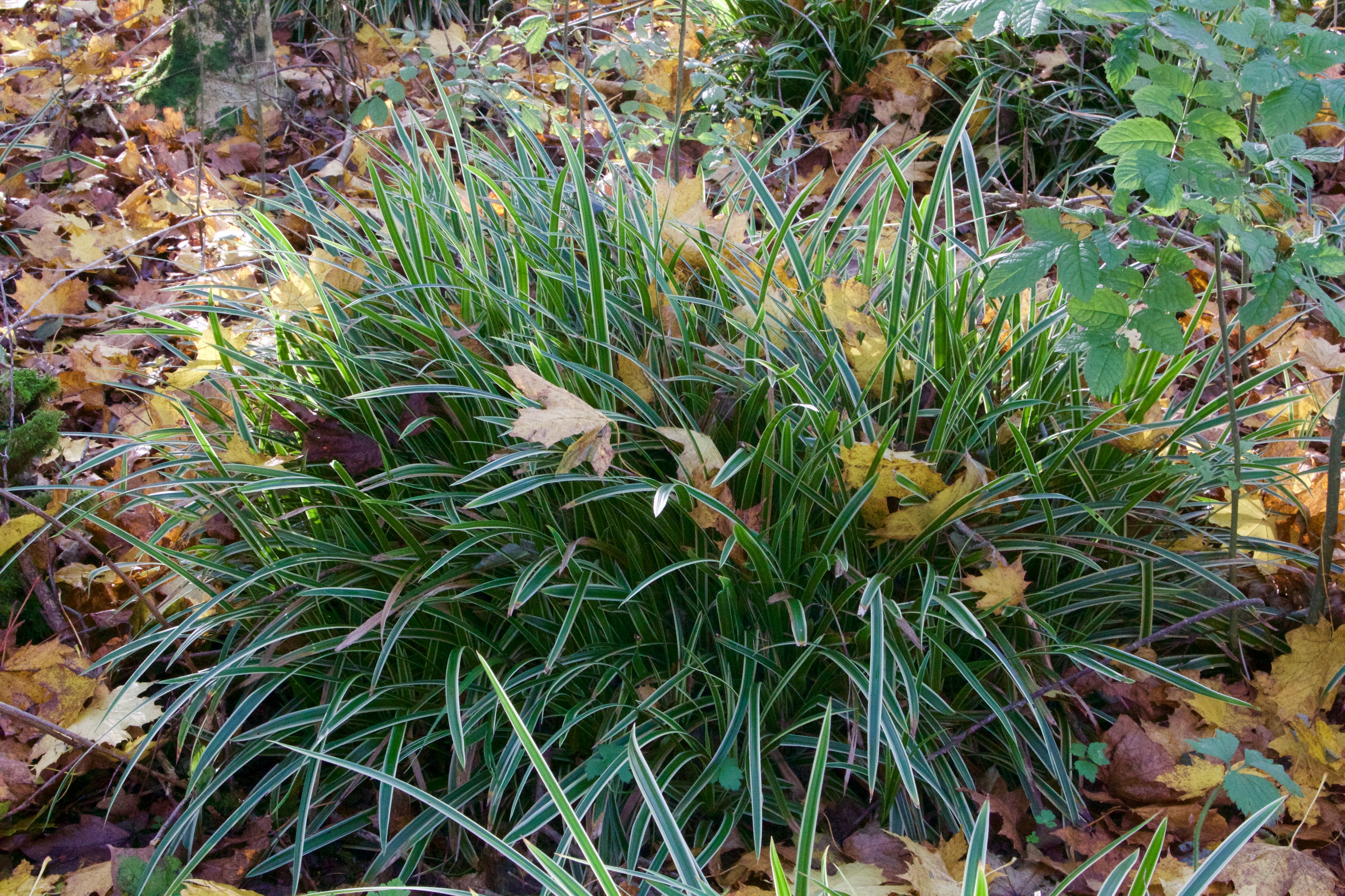 Carex 'Ice Dance' (v) – Ballyrobert Gardens