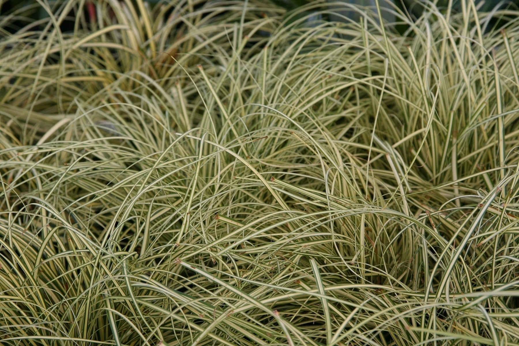 Carex oshimensis 'Evergold' (v) – Ballyrobert Gardens