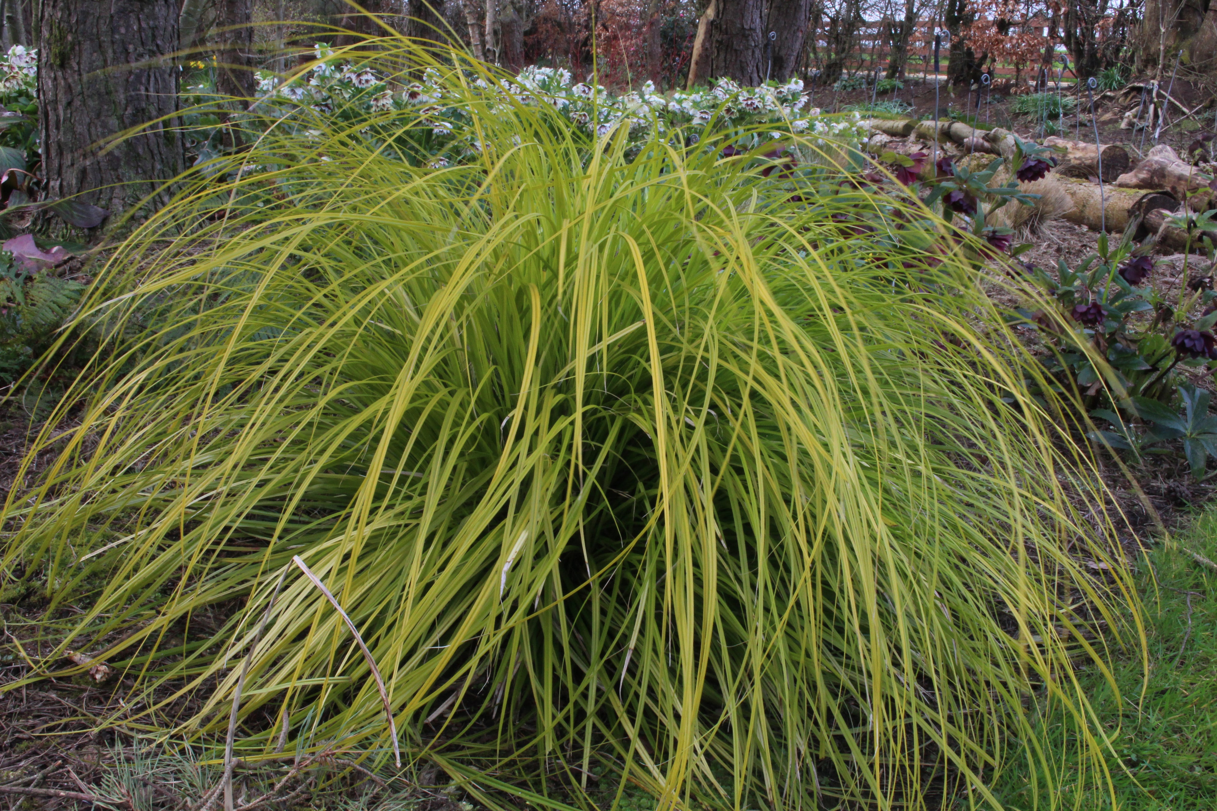 Carex oshimensis 'Everillo' – Ballyrobert Gardens