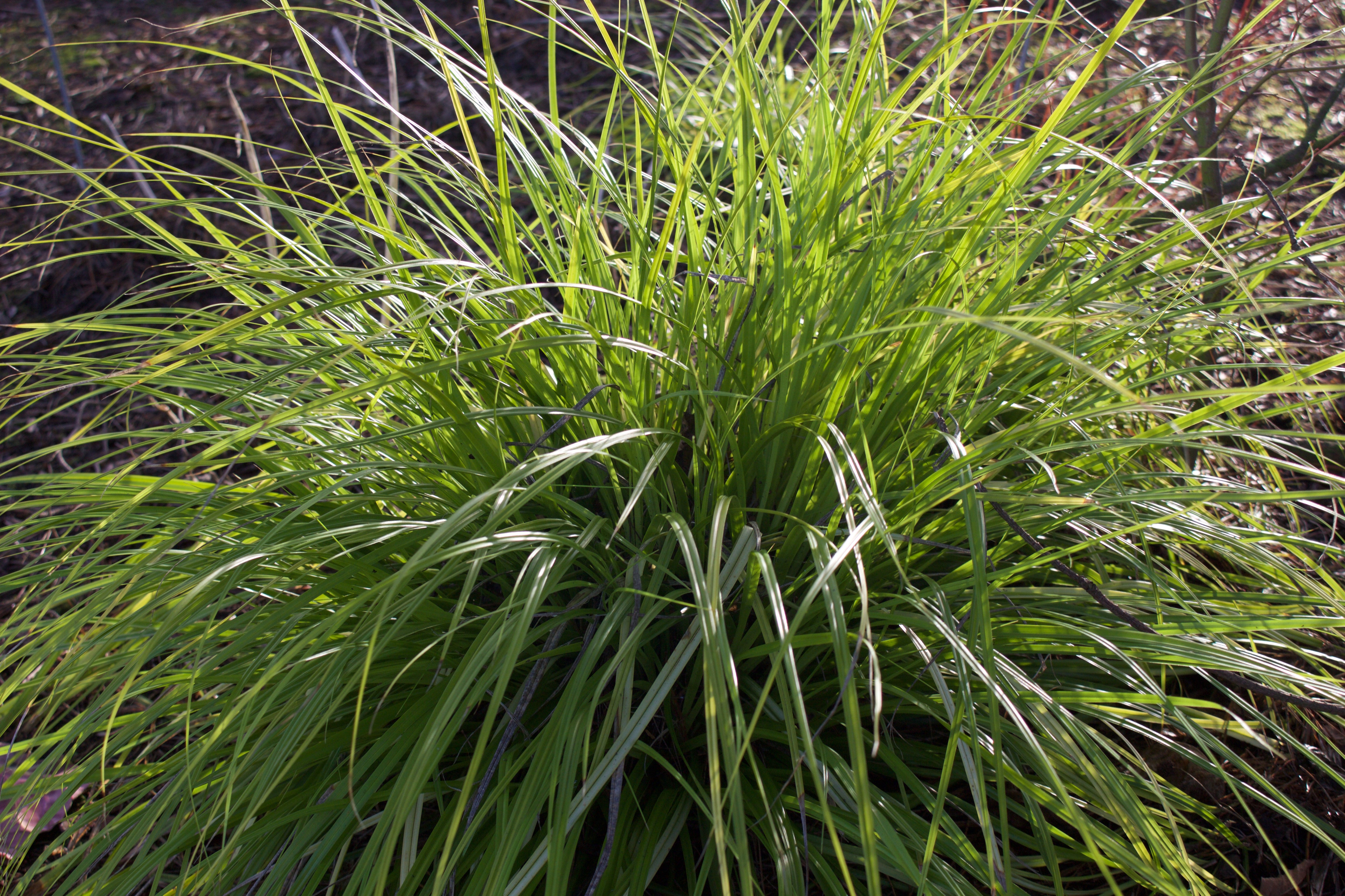 Carex oshimensis 'Everillo' – Ballyrobert Gardens