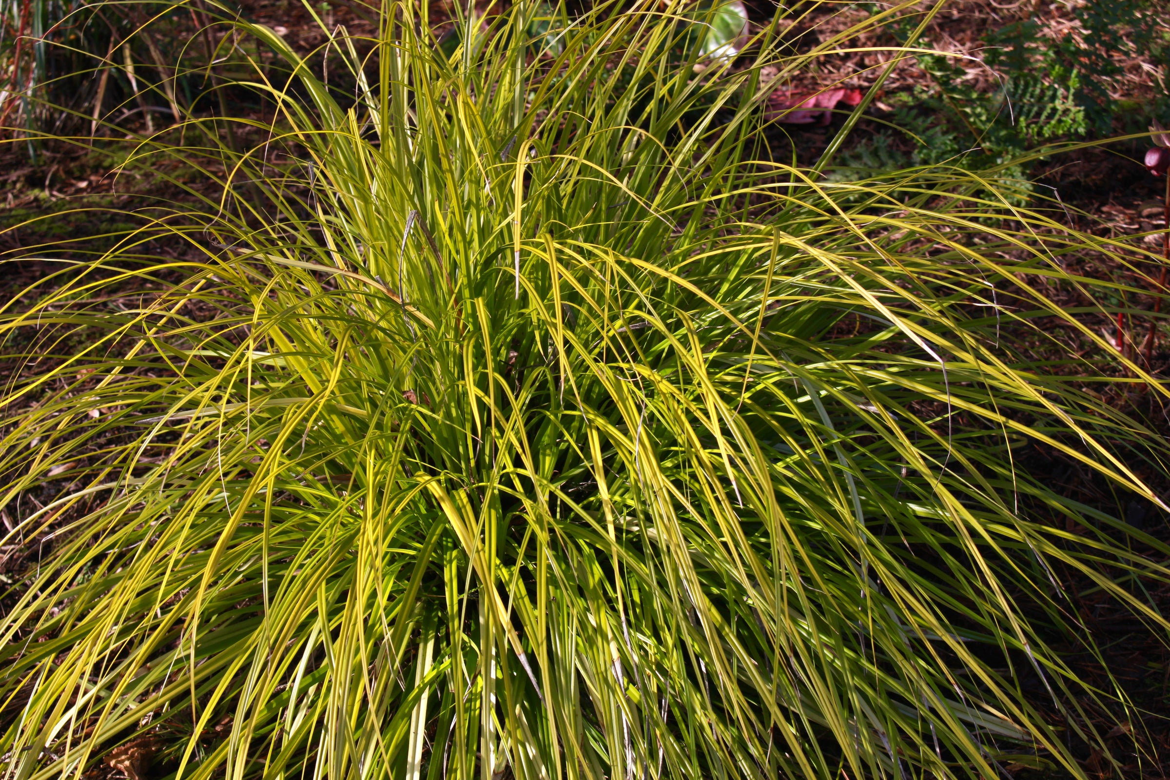 Carex oshimensis 'Everillo' – Ballyrobert Gardens