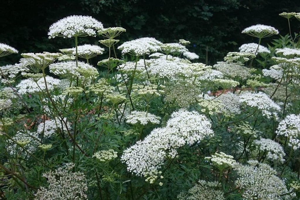 Cenolophium denudatum – Ballyrobert Gardens
