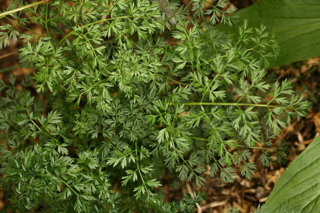 Cenolophium denudatum – Ballyrobert Gardens