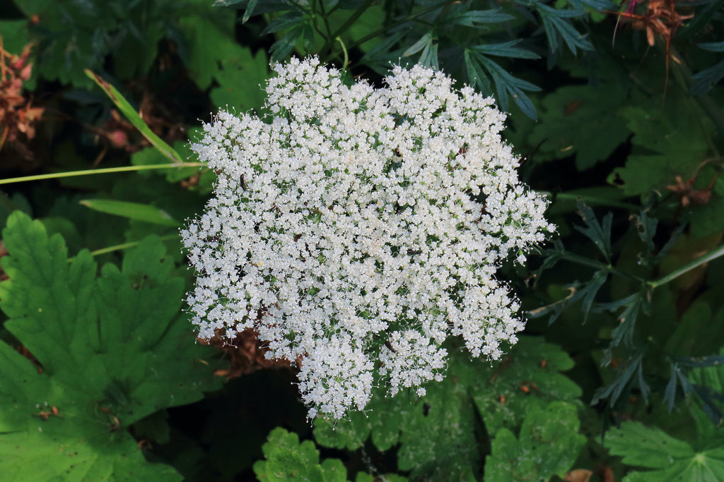 Cenolophium denudatum – Ballyrobert Gardens