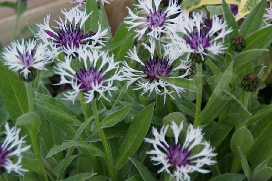 centaurea rhs