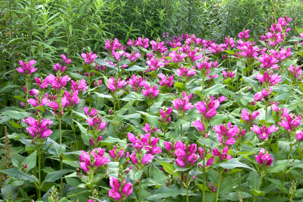 Chelone obliqua – Ballyrobert Gardens
