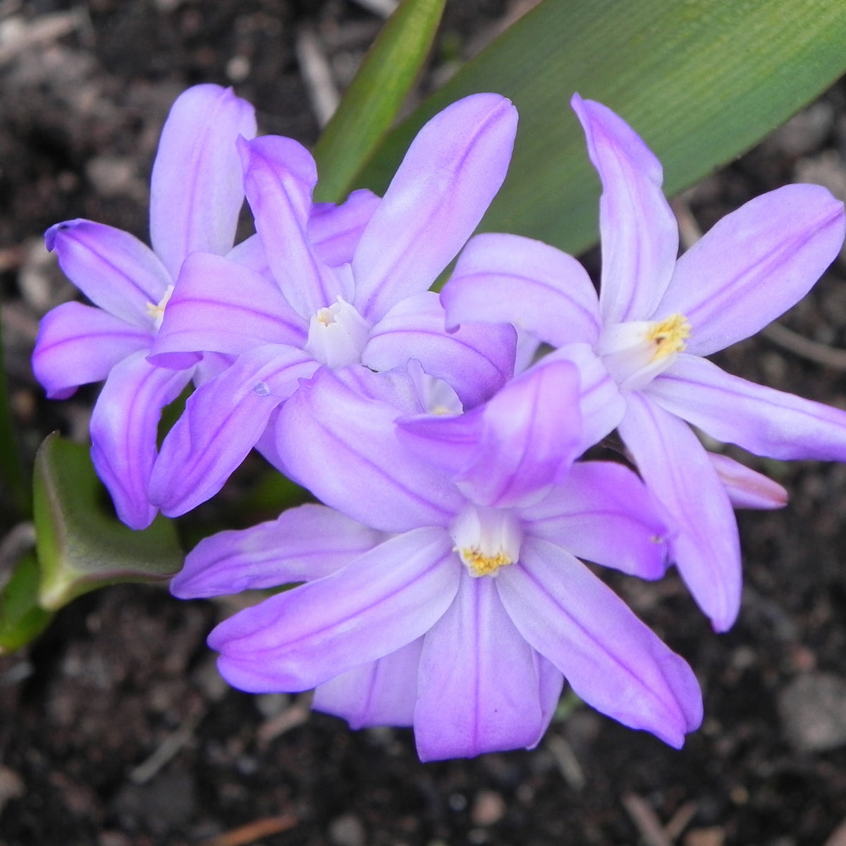 Chionodoxa forbesii 'Violet Beauty' – Ballyrobert Gardens