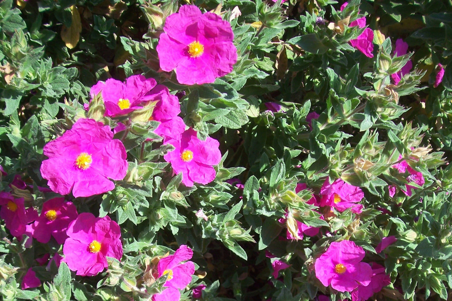 Cistus x pulverulentus 'Sunset' – Ballyrobert Gardens