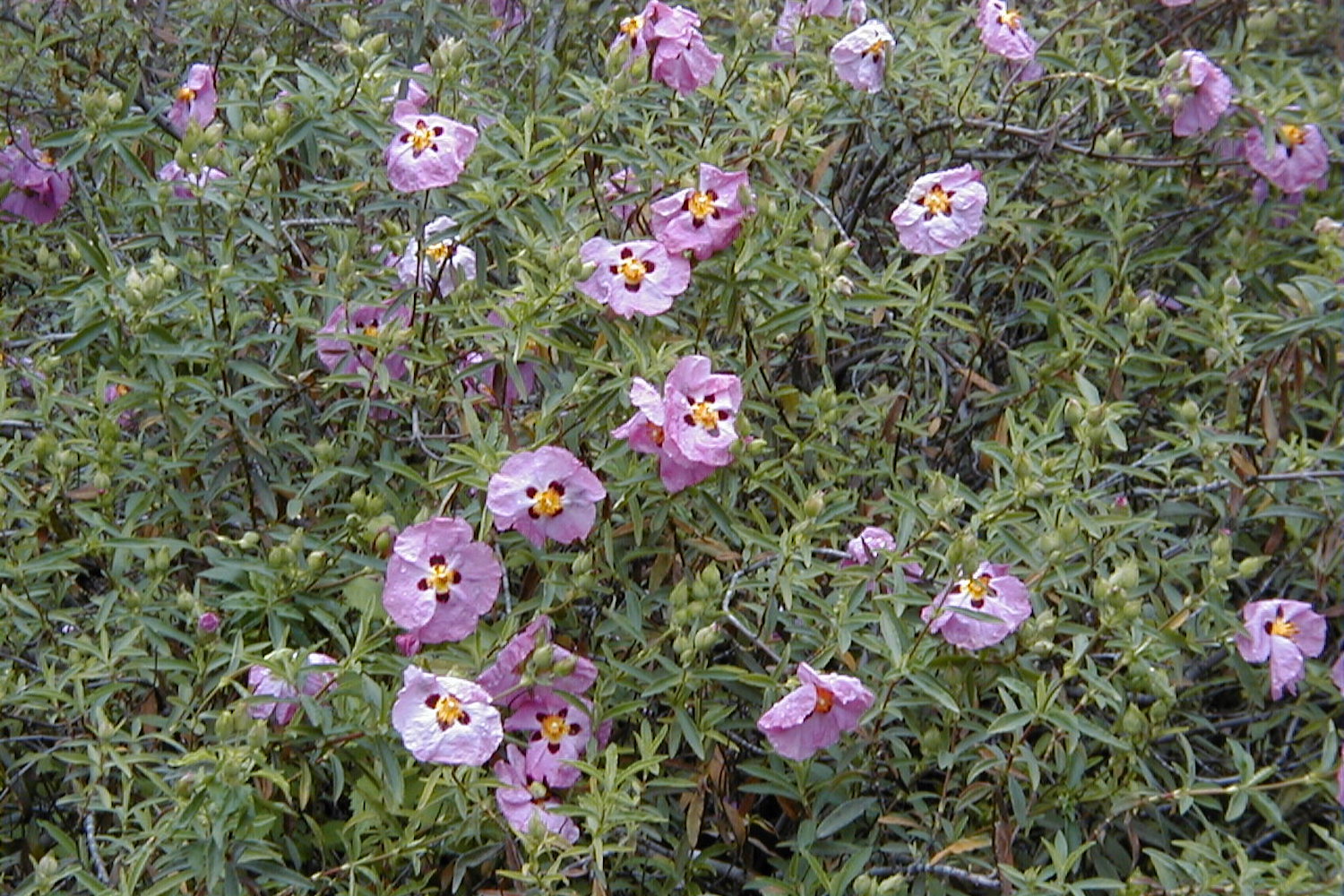 Cistus x purpureus – Ballyrobert Gardens