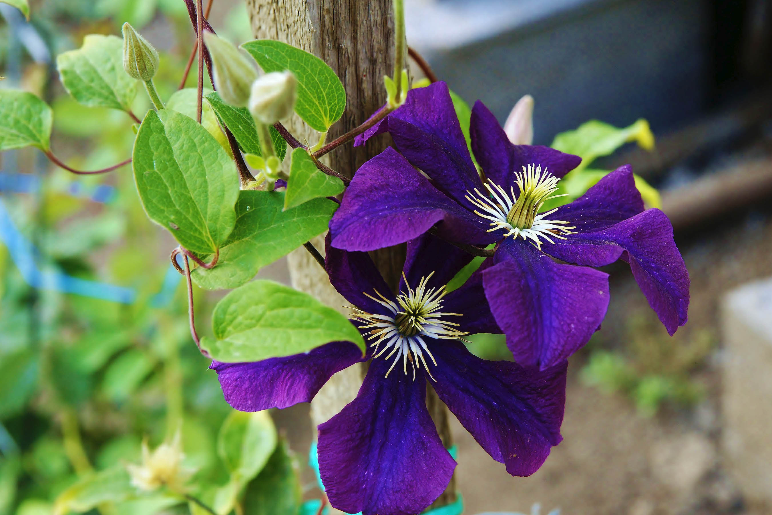 Clematis 'The President' (EL) – Ballyrobert Gardens